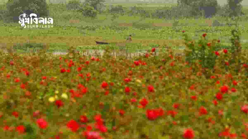 গোলাপ গ্রাম - ভ্রমন গাইড ও দর্শনীয় স্থানসমুহ - SukBilash